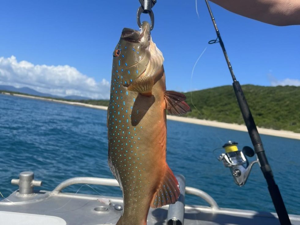Top 3 Fishing Charters From Airlie Beach To The Whitsundays
