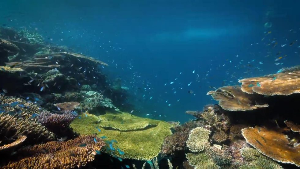 Red Cat Great Barrier Reef Tour From Airlie Beach
